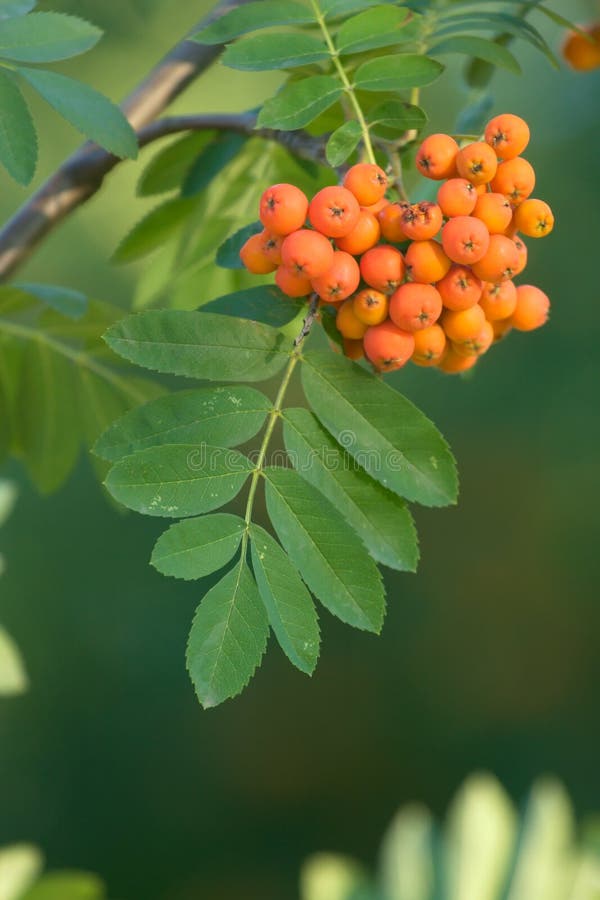 Ash tree with red berries stock photo. Image of park - 16160302