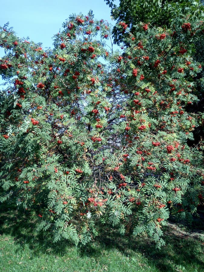 Ashberry at dry day stock image. Image of ashberry, rowanberry - 113963397