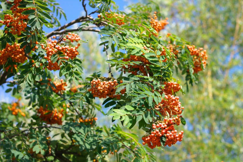 Ashberry at dry day stock photo. Image of bright, pink - 113964004