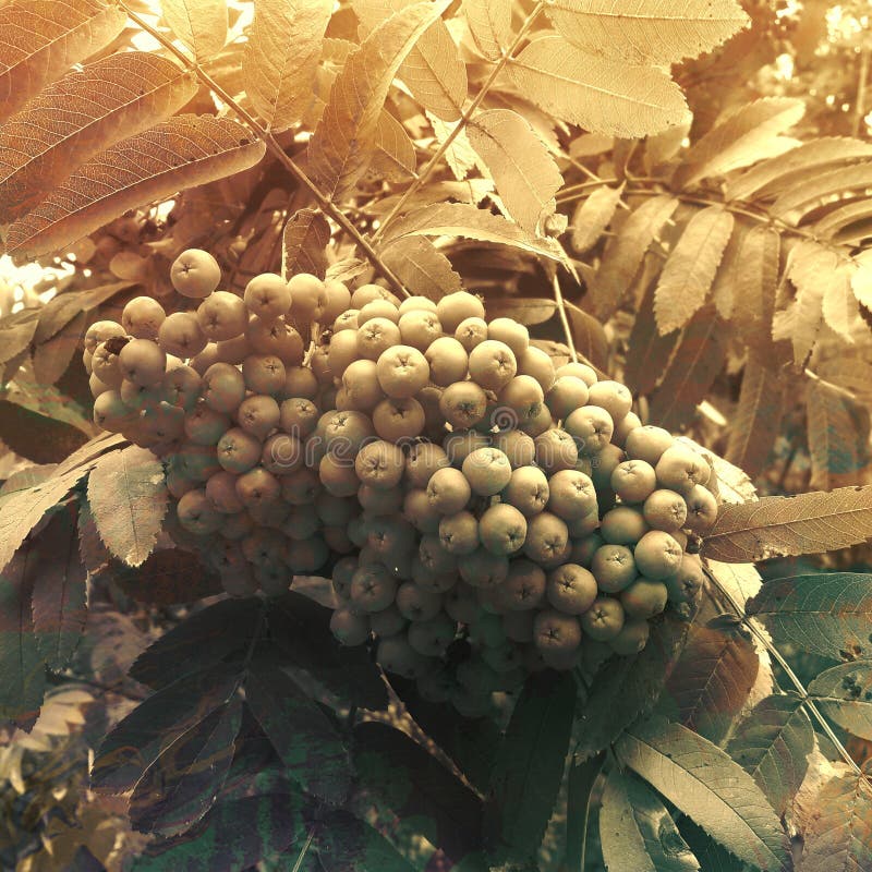 Ashberry stock photo. Image of fruit, tree, ashberry - 98589160