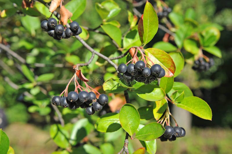 Amoreira Negra Aronia Melanocarpa Foto de Stock - Imagem de calorias ...