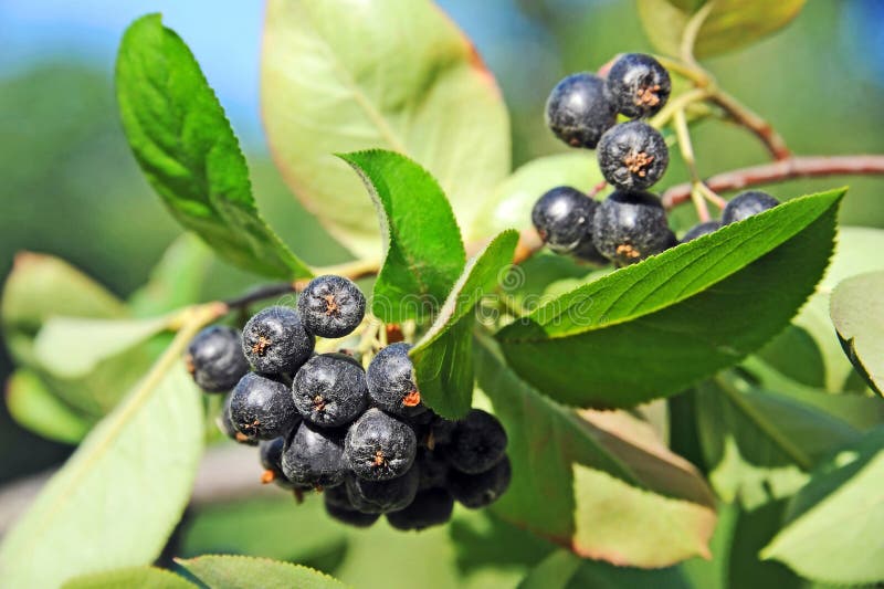 Amoreira Negra Aronia Melanocarpa Foto de Stock - Imagem de calorias ...