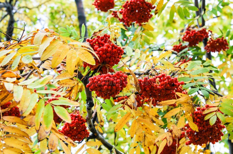 Ashberry stock image. Image of colors, trees, nature - 76891905