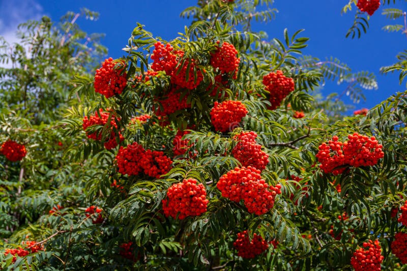 Ashberry. Ripe Bright Orange Clusters of Mountain Ash on the Branches ...