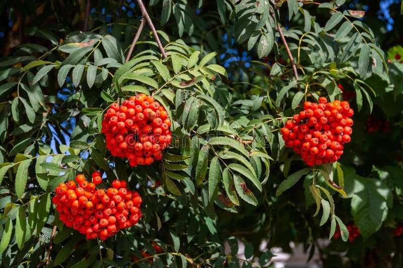 Ashberry. Ripe Bright Orange Clusters of Mountain Ash on the Branches ...