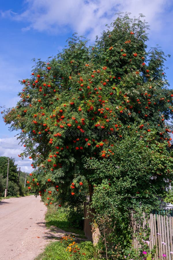 Ashberry. Ripe Bright Orange Clusters of Mountain Ash on the Branches ...