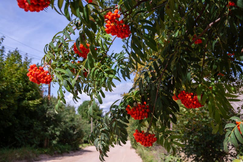 Ashberry. Ripe Bright Orange Clusters of Mountain Ash on the Branches ...