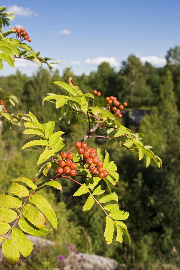Ashberry stock image. Image of countryside, mountain - 32694739