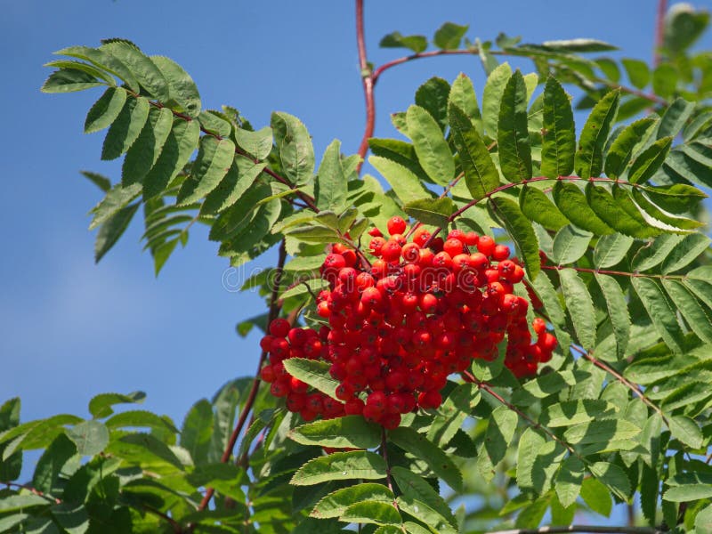 Ashberry Tree in the City Street Stock Photo - Image of healthy ...