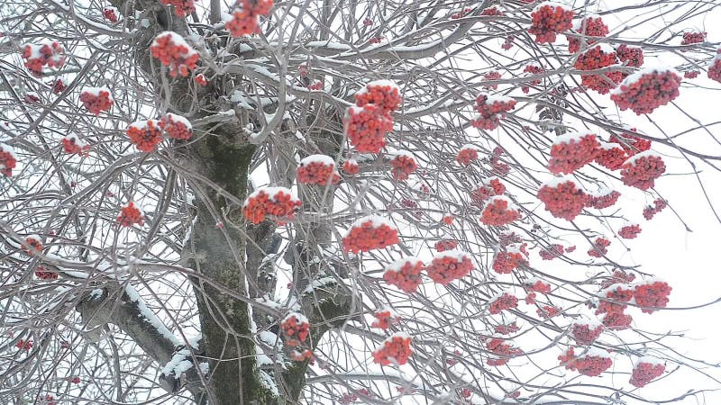 Ashberry tree in winter stock video. Video of frost - 128287975