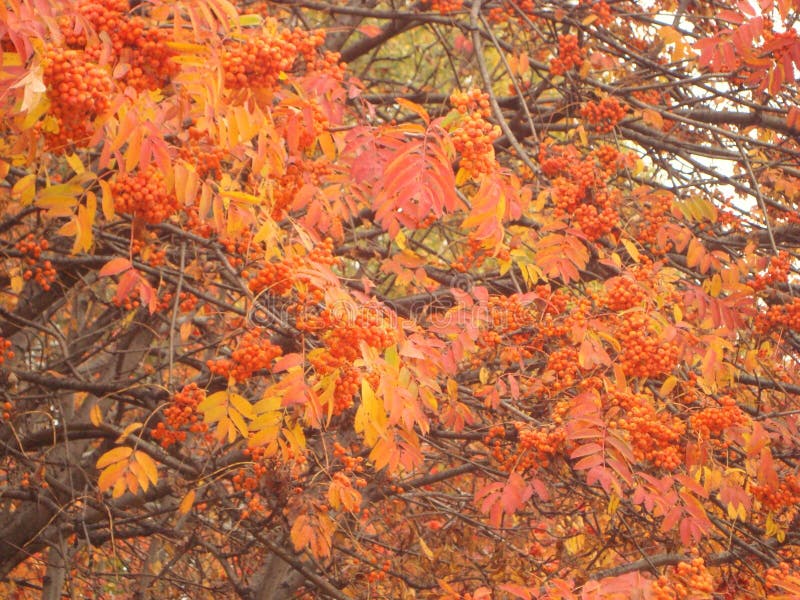 Ashberry stock photo. Image of wildlife, yellow, forest - 100442856