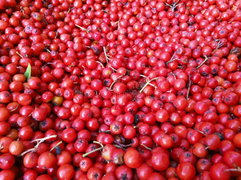 Punane Stock Photos - Free & Royalty-Free Stock Photos from Dreamstime