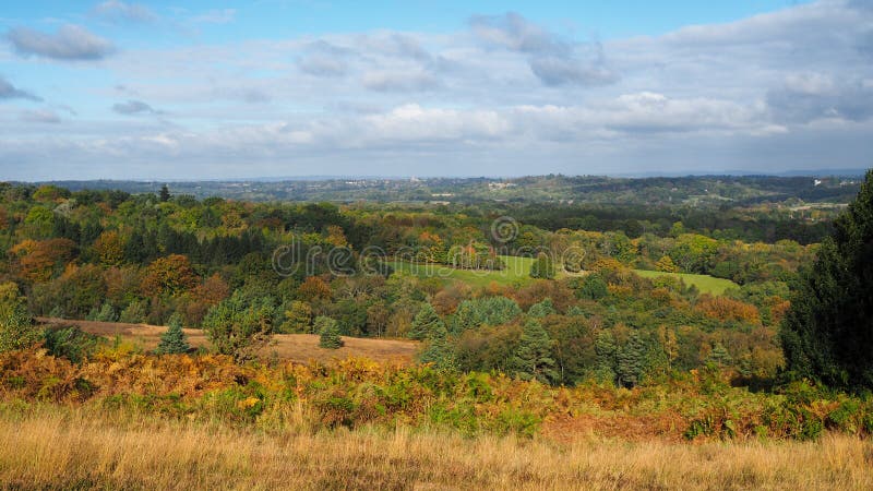 Ashdown forest in autumn stock photo. Image of wood, heath - 79652952