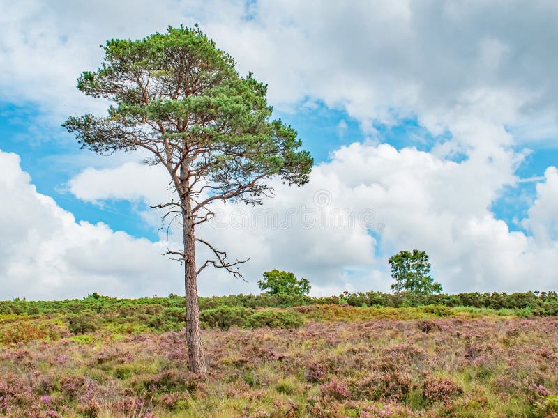 Ashdown Forest England a Lone Tall Tree Stands High among the Heather ...