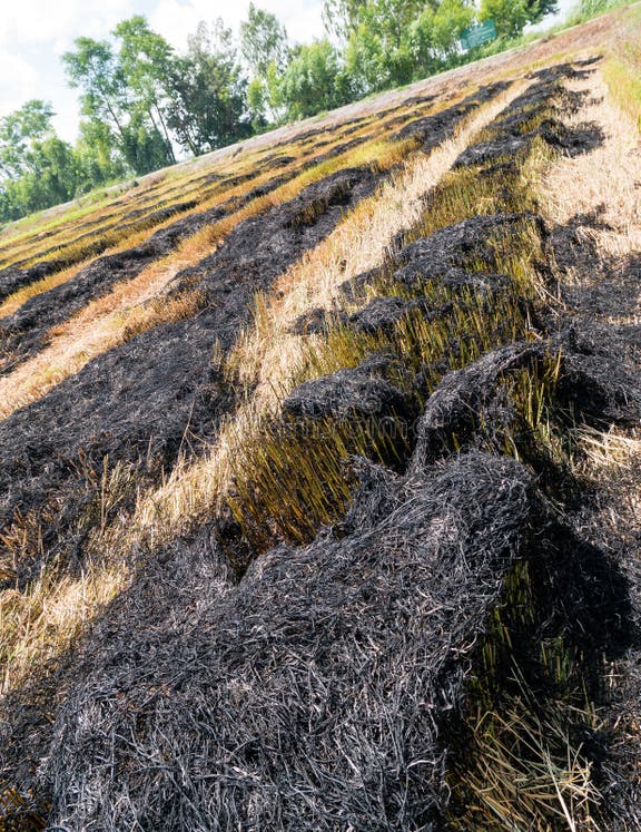 Ashes from the Burning of Rice Straw in the Fields. Stock Image - Image ...