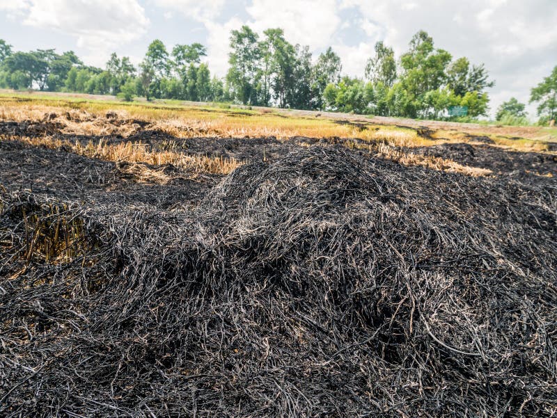 Ashes from the Burning of Rice Straw in the Fields. Stock Image - Image ...