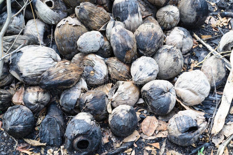 Burning and Smoking Coconut Peel. Stock Photo - Image of natural ...