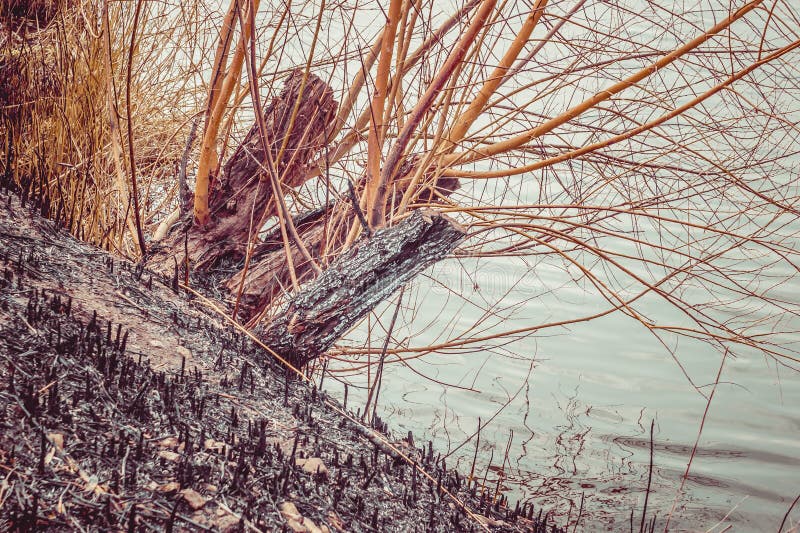 Ashes at the river stock image. Image of forest, ashes - 92678571
