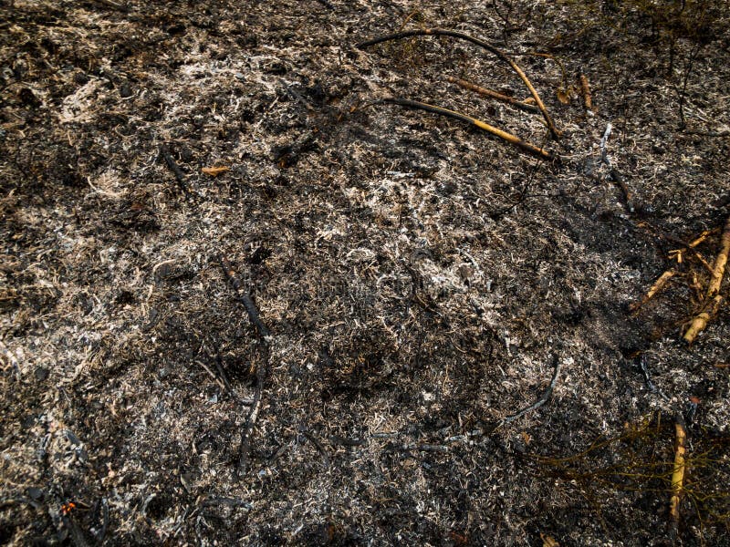 Ashes Smoke after the Forest Fire Stock Photo - Image of wildfire ...