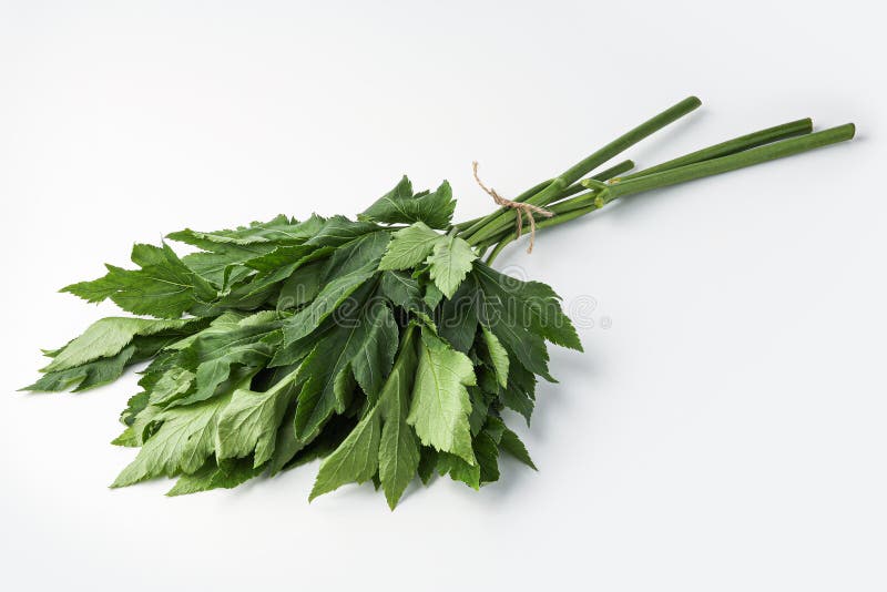 Ashitaba ( Angelica Keiskei ). Apiaceae Green and Yellow Vegetable ...