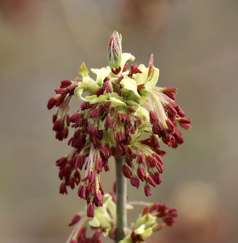Ashleaf Maple (Acer Negundo) Stock Image - Image of elder, tree: 314249373