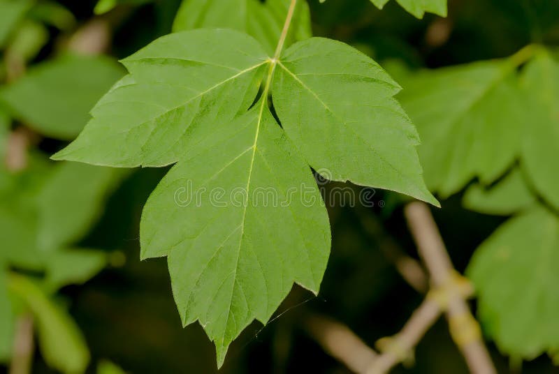 Ashleaf Maple Leaf in Spring in May . Stock Photo - Image of produce ...