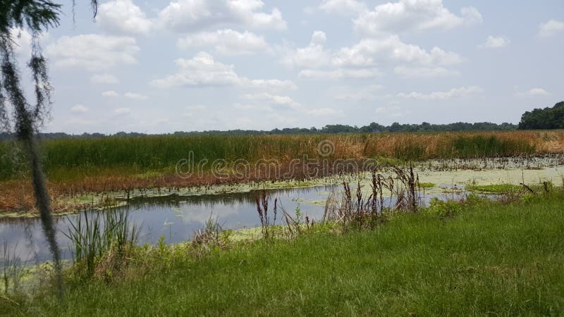 Ashley River stock image. Image of south, river, carolina - 76140071