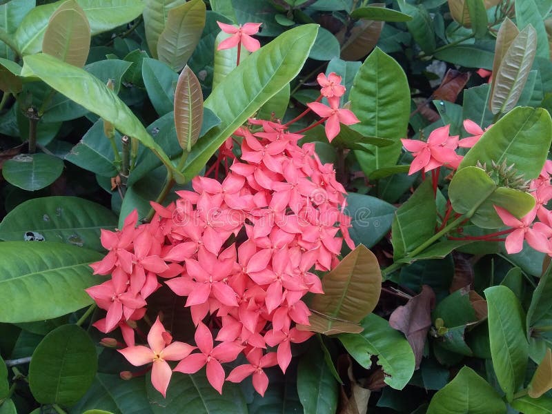 The Ashoka flower stock photo. Image of evergreen, petal - 320728644