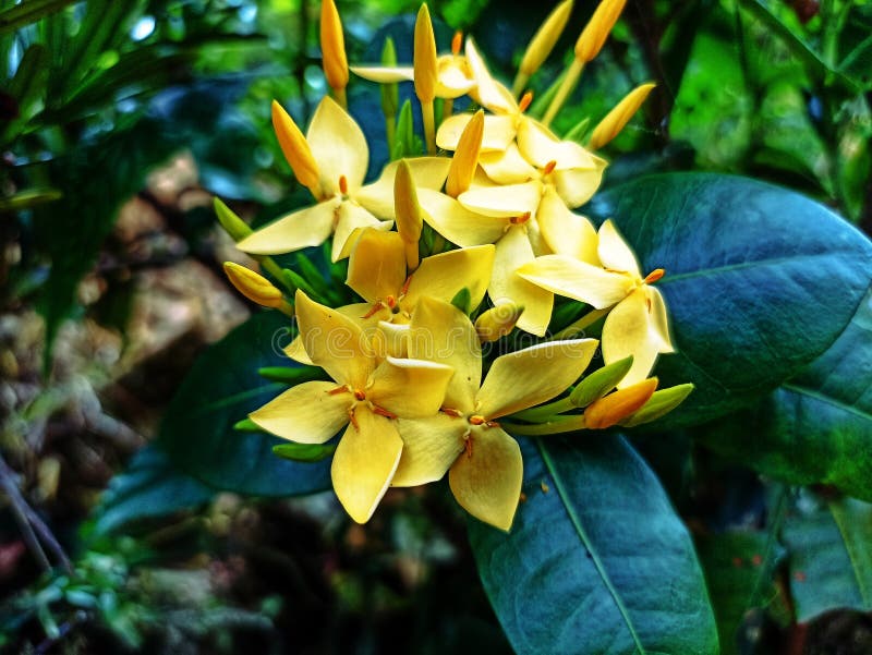 Ashoka Flower with a Beautiful Yellow Color Stock Image - Image of food ...