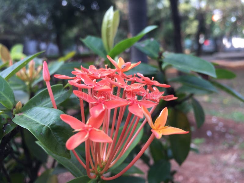 Ashoka flower blossom stock photo. Image of ashoka, flower - 261923500