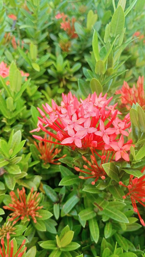 This is the Ashoka Flower or Fire Flower, Called a Fire Flower because ...