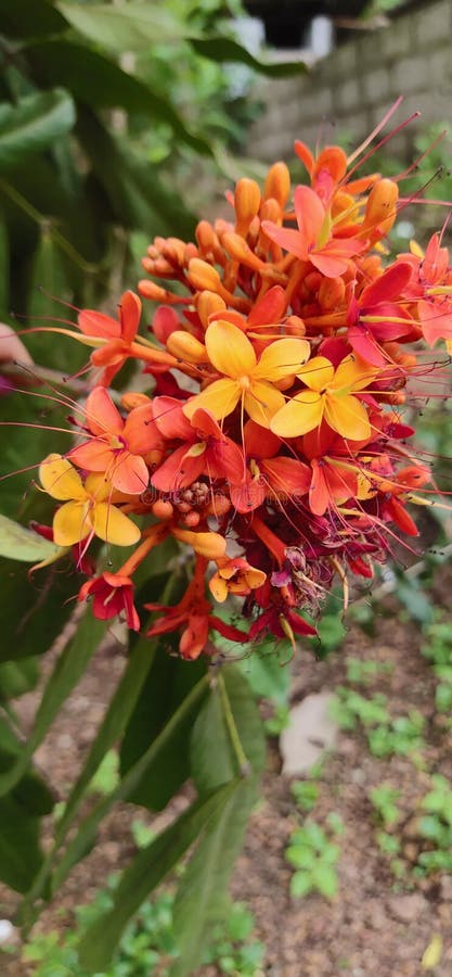 Ashoka flower stock image. Image of evergreen, wildflower - 246471989