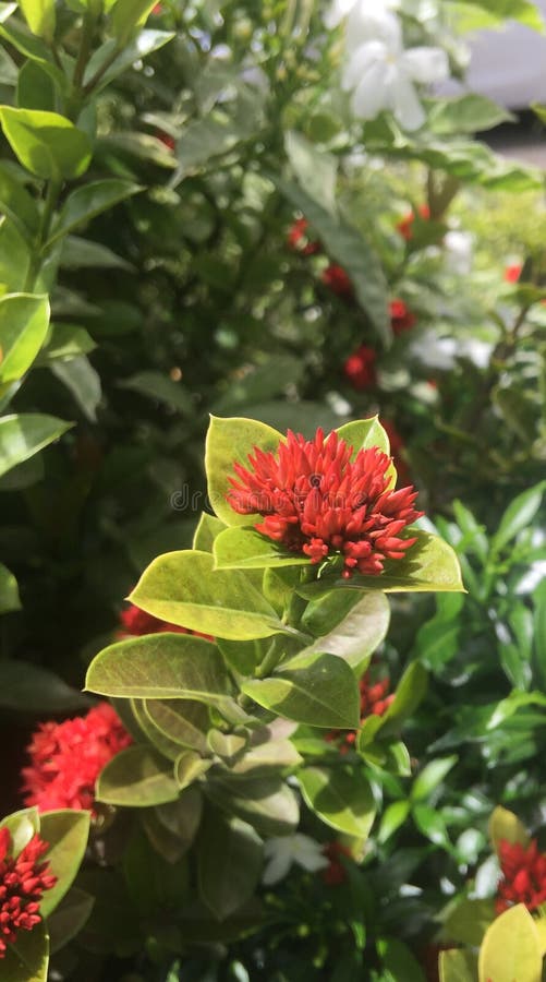 Ashoka flowers stock photo. Image of green, tropical - 205373060