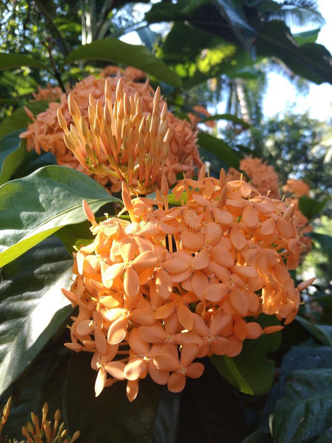 Ashoka Flowers in Sri Lanka Stock Photo - Image of plant, autumn: 238689364