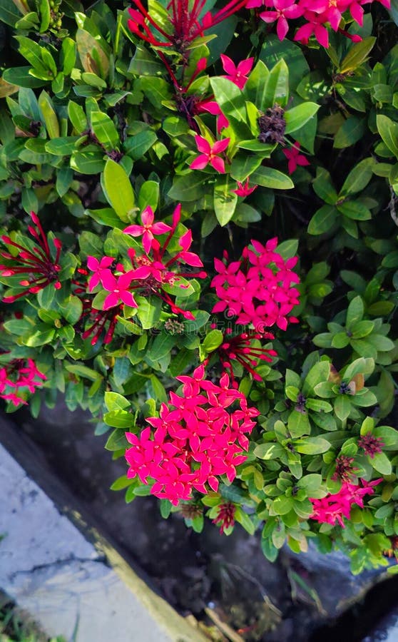 Ashoka Plants are Sacred Plants in Hinduism Stock Image - Image of ...