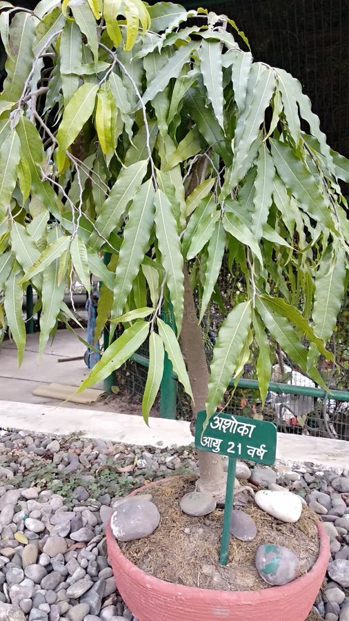 Ashoka Tree. Beautiful Flowers Stock Photo - Image of flowers, diploid ...