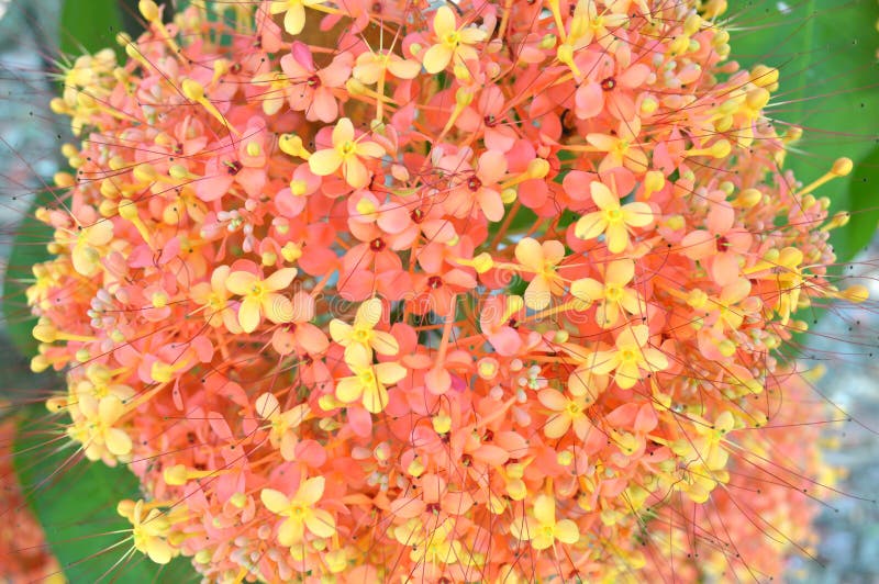Ashoka tree flower stock image. Image of tree, thai, ashoka - 99561037