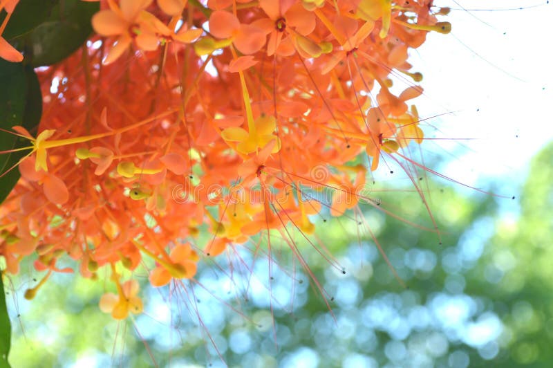 Ashoka tree flower stock image. Image of flower, asian - 99561635
