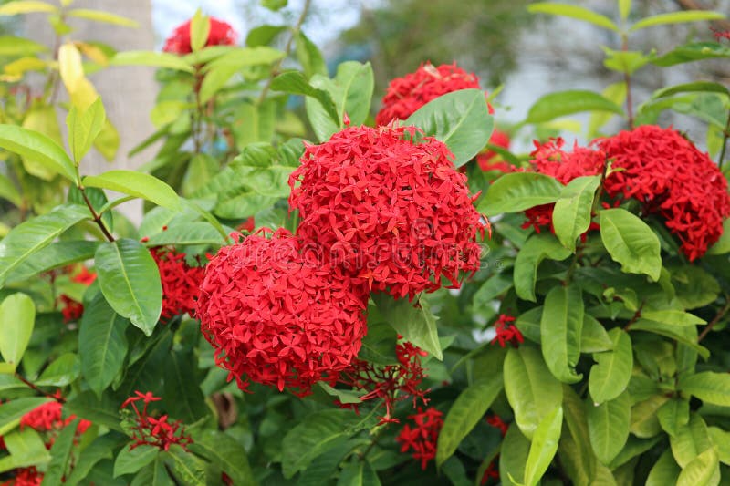 Ashoka tree flower stock image. Image of colorful, florida - 271898835