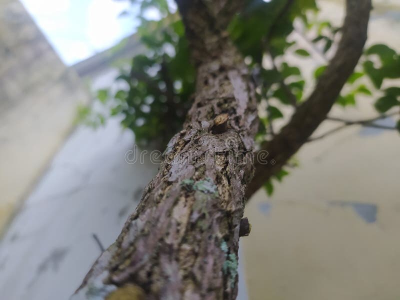 Ashoka tree photo stock image. Image of ashoka, tree - 269085793