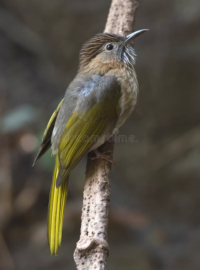 Ashy Bulbul a Beautiful Wild Bird Stock Image - Image of bright, bird ...