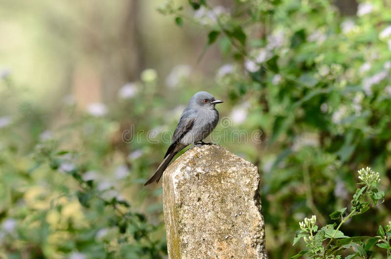 Ashy drongo stock photo. Image of ashy, thailand, colour - 22375682