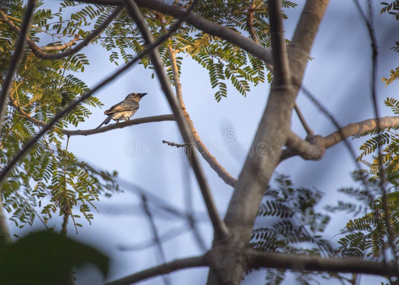 Ashy Drongo Dicrurus Leucophaeus Stock Image - Image of head, fauna ...