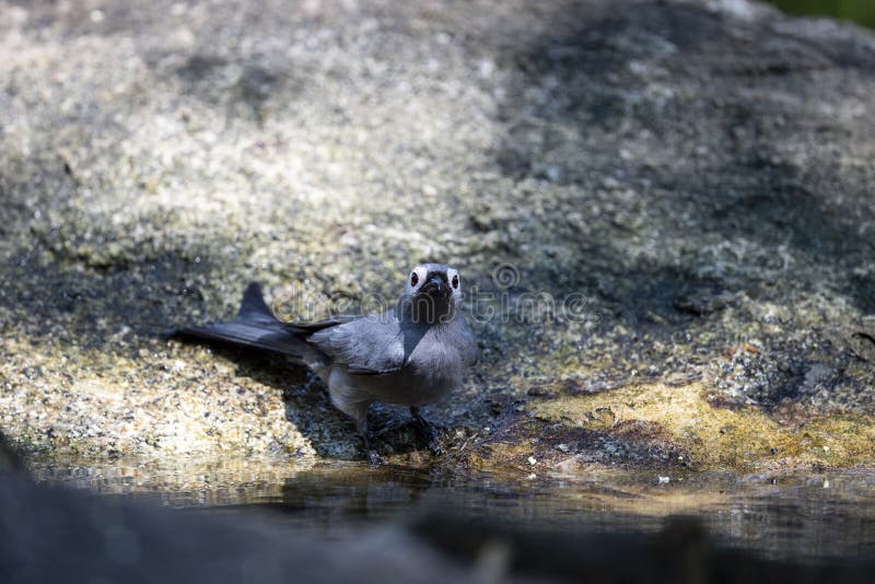 Ashy drongo stock photo. Image of ashy, animal, forked - 243650928