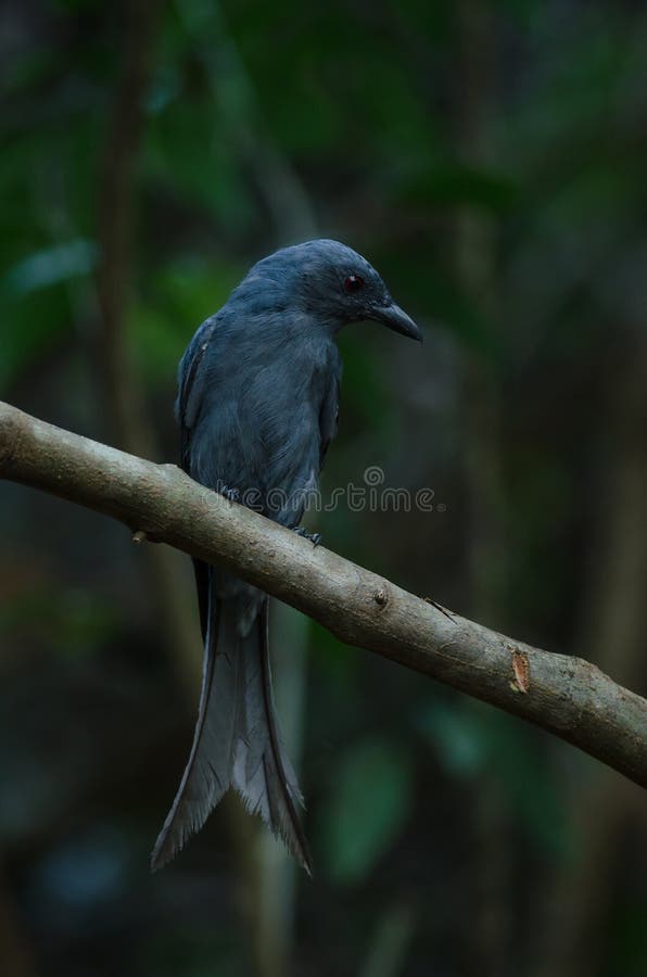 Ashy Drongo on the Tree Branches Stock Photo - Image of asian, green ...
