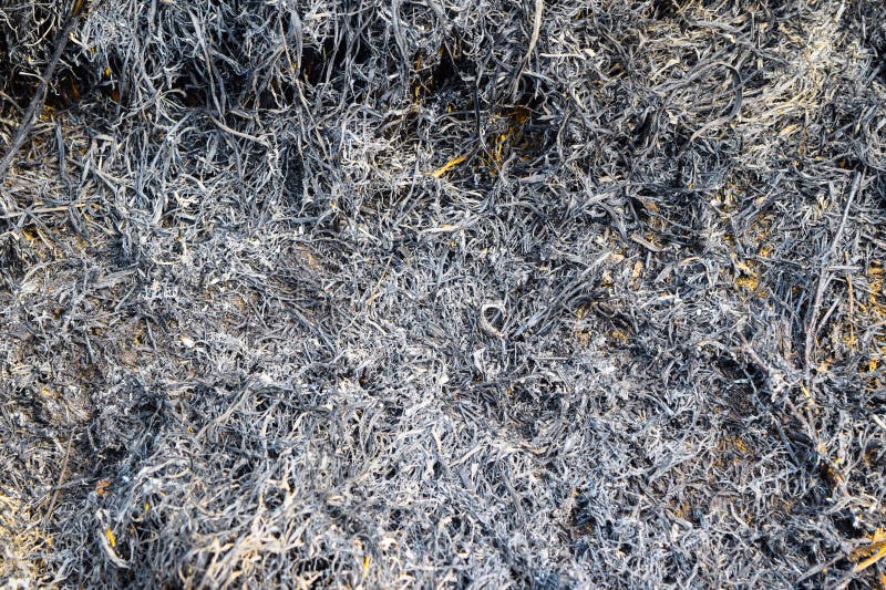 Ashy Ground Surface Background Stock Photo - Image of charred, grey ...