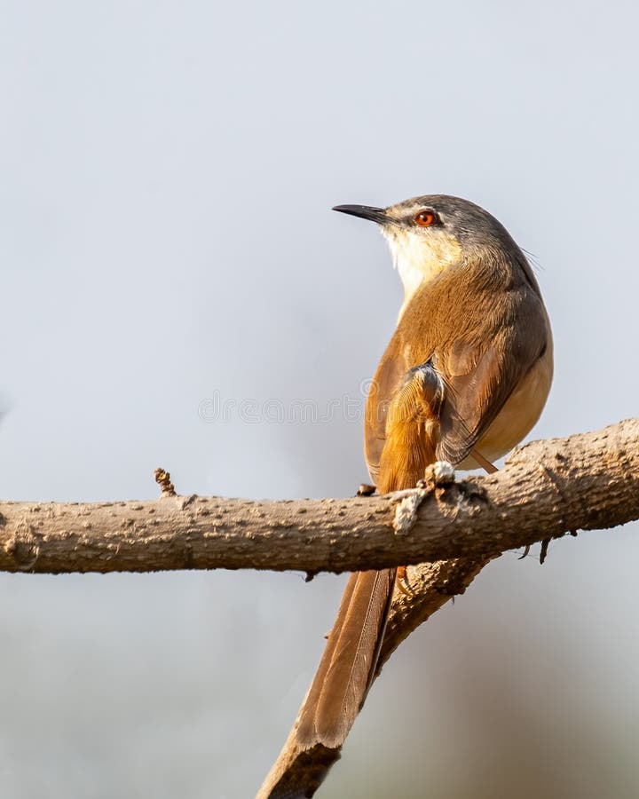 A Ashy Prinia Resting on a Tree Stock Photo - Image of small, nature ...