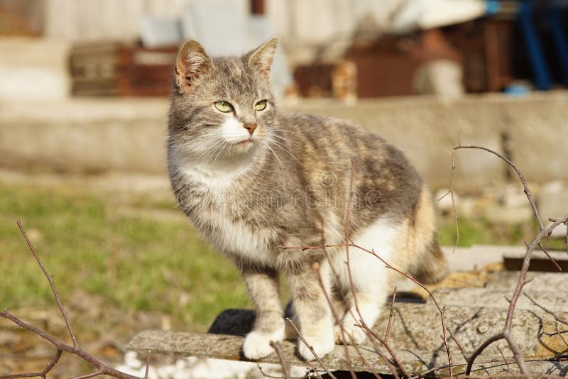 Tricolor Ashy Kitty Portrait Outdoors. Ashy Tortoiseshell Cat Si Stock ...