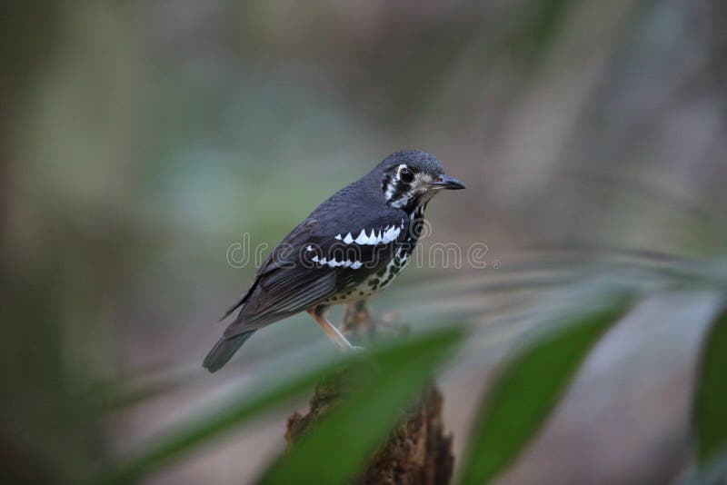 Ashy Thrush in Luzon, Philippines Stock Photo - Image of asia, animal ...