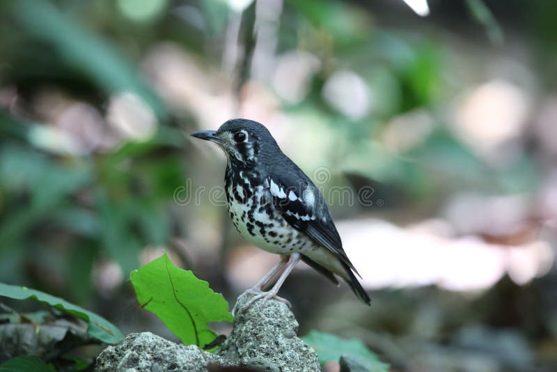 Ashy Thrush in Luzon, Philippines Stock Image - Image of philippines ...